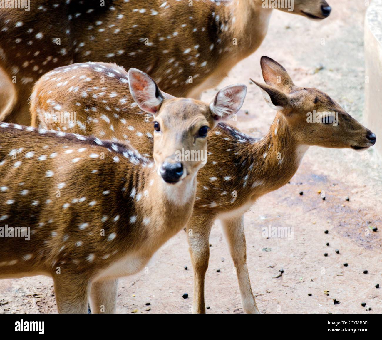 Head shot of two deer at Zoological Gardens Stock Photo - Alamy