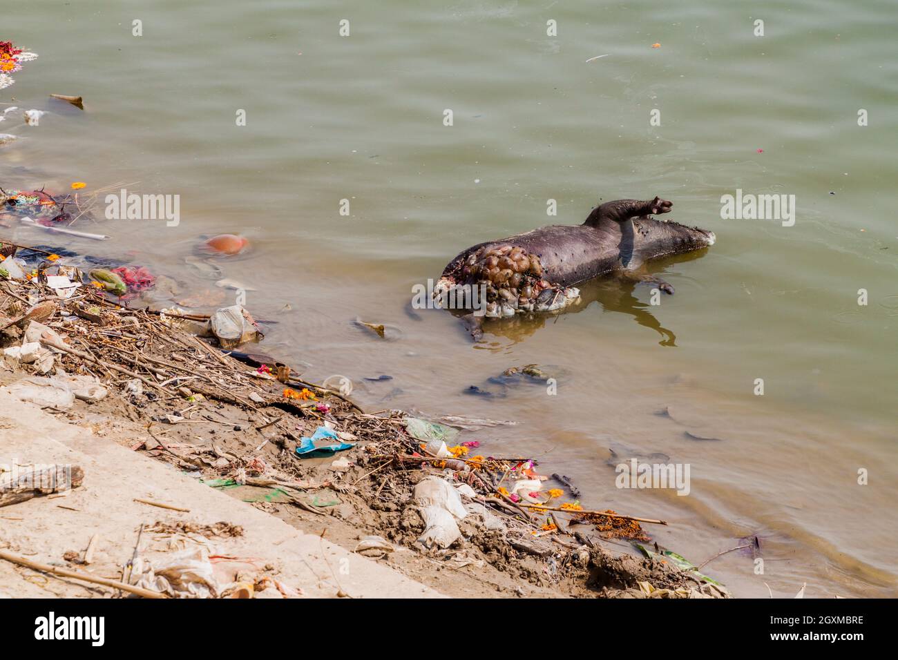 Decaying dead pig in river Ganges in Varanasi, India Stock Photo - Alamy