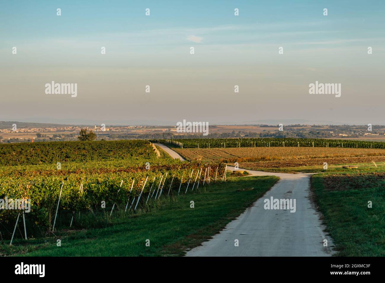 Vineyard autumn landscape in south Moravia at sunset,Czech Republic ...