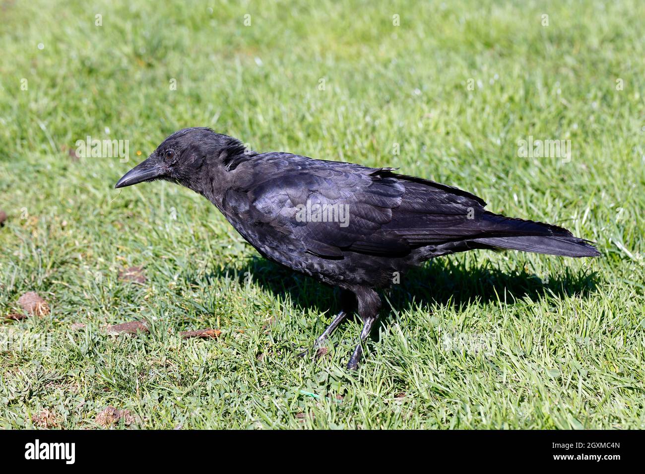 A northwestern crow (Corvus caurinus) corvid walking around a patch of ...