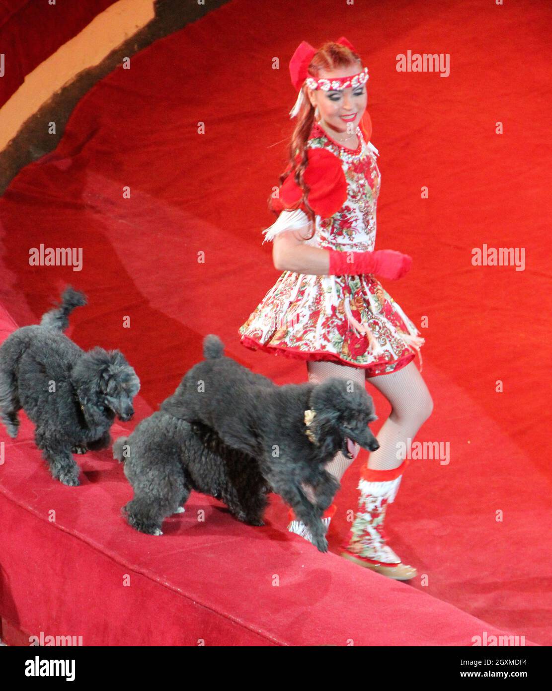 Trained poodles performing in circus arena. Trained dogs in circus ...