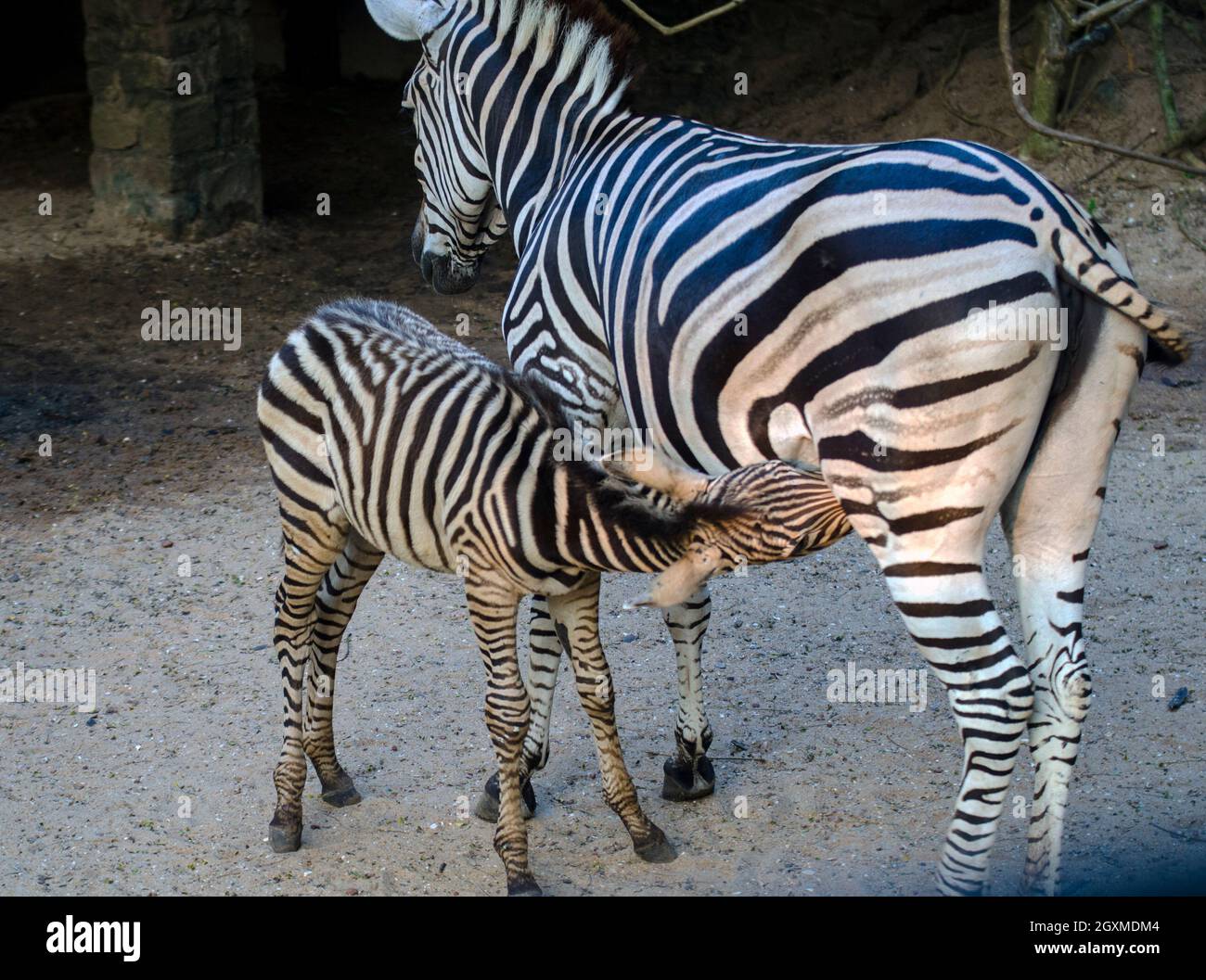 Zebra Mother feeding a baby Zebra Stock Photo - Alamy