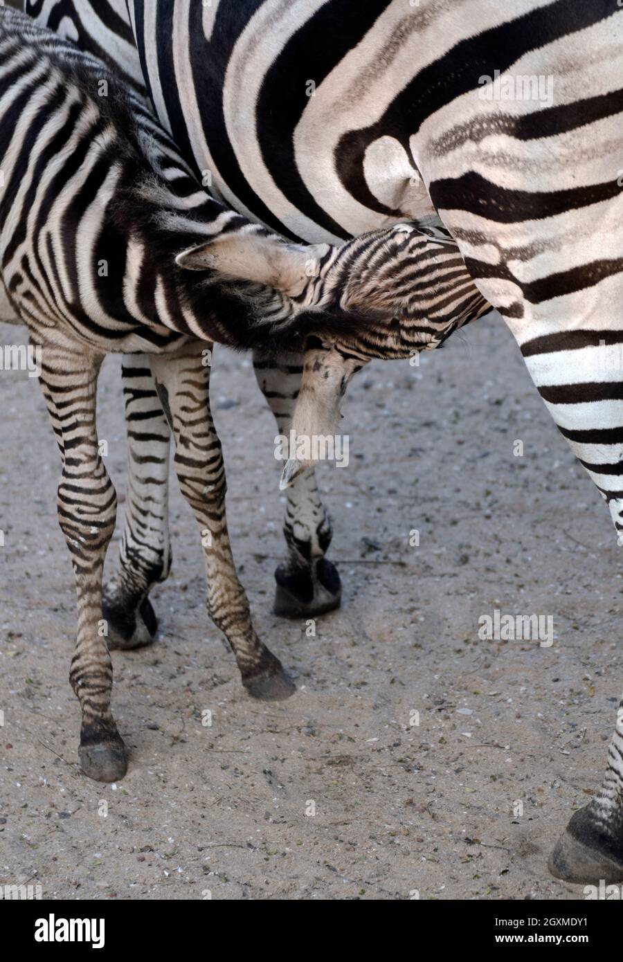 Zebra Mother feeding a baby Zebra, close up picture at Zoological ...