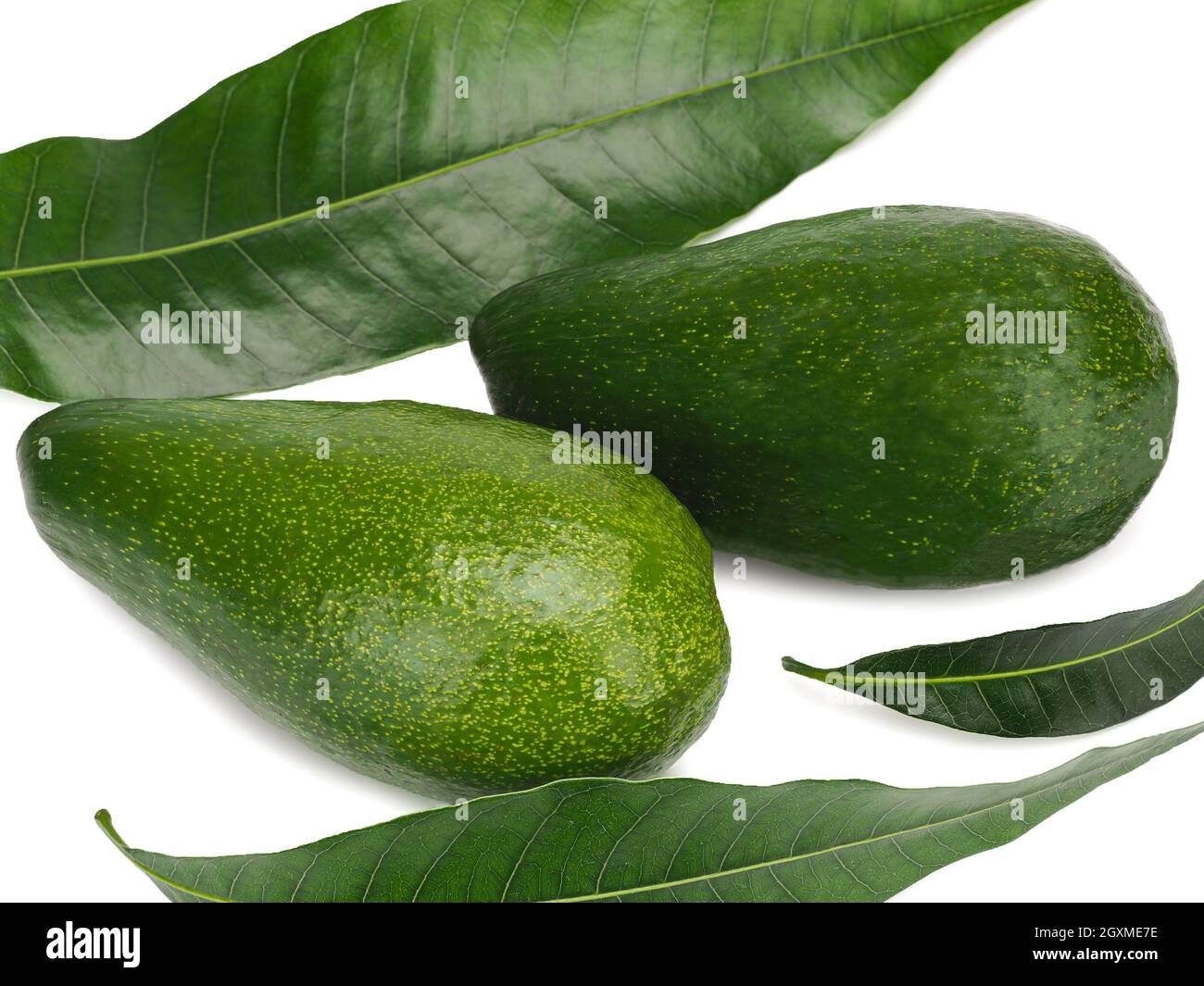Avocado with avocado leaf isolated on white background Stock Photo - Alamy