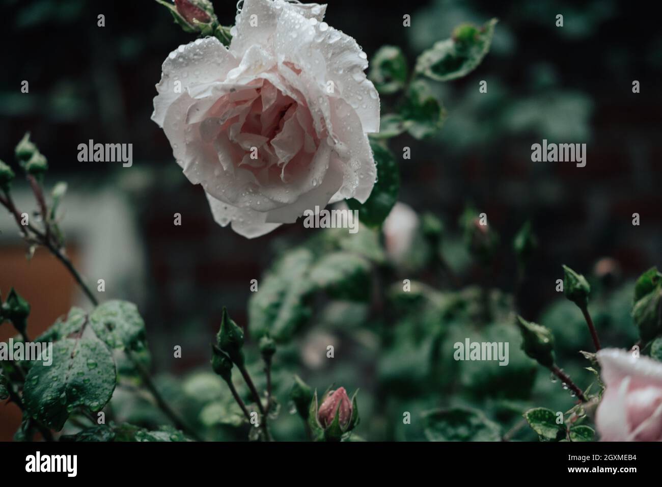 Rose on a bush hi-res stock photography and images - Alamy
