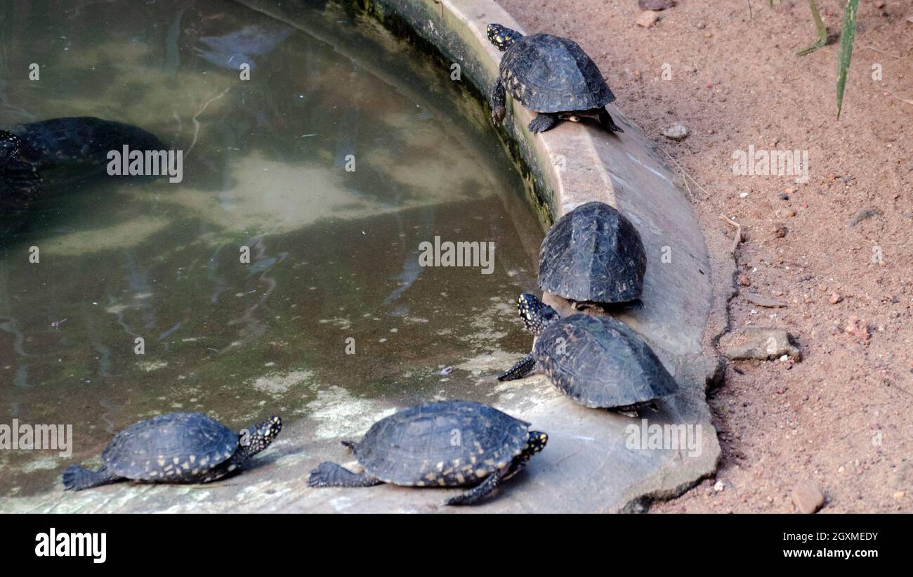 Tortoise snow hi-res stock photography and images - Alamy