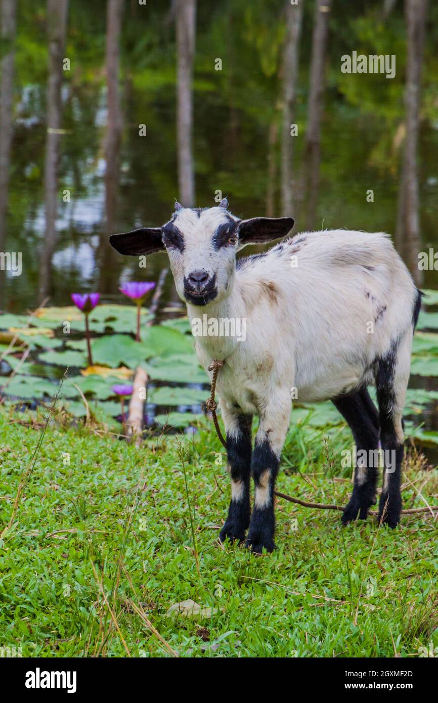 Goat and a lotus pond near Srimangal, Bangladesh Stock Photo - Alamy