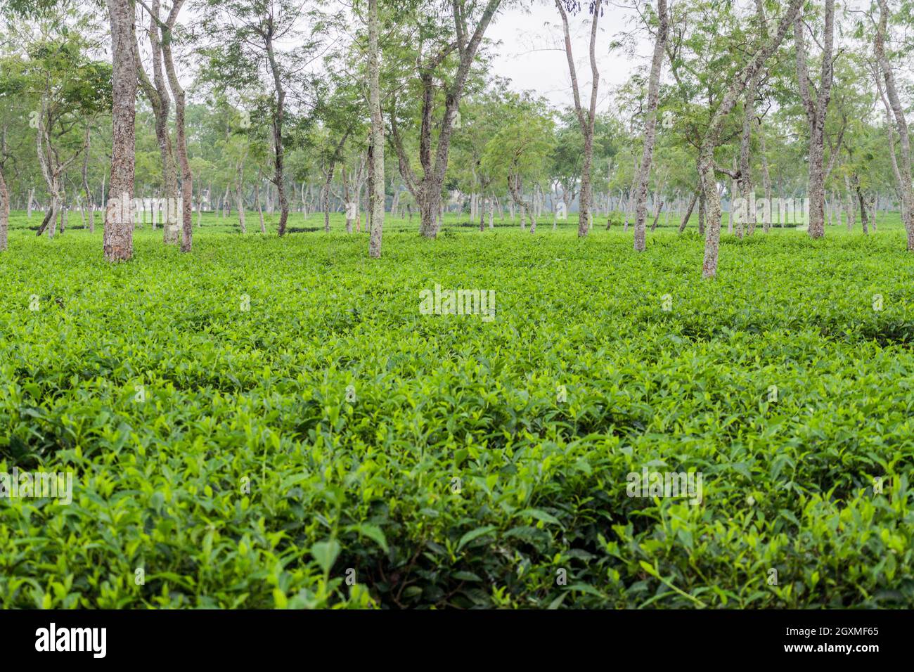 Tea industry of bangladesh hi-res stock photography and images - Alamy
