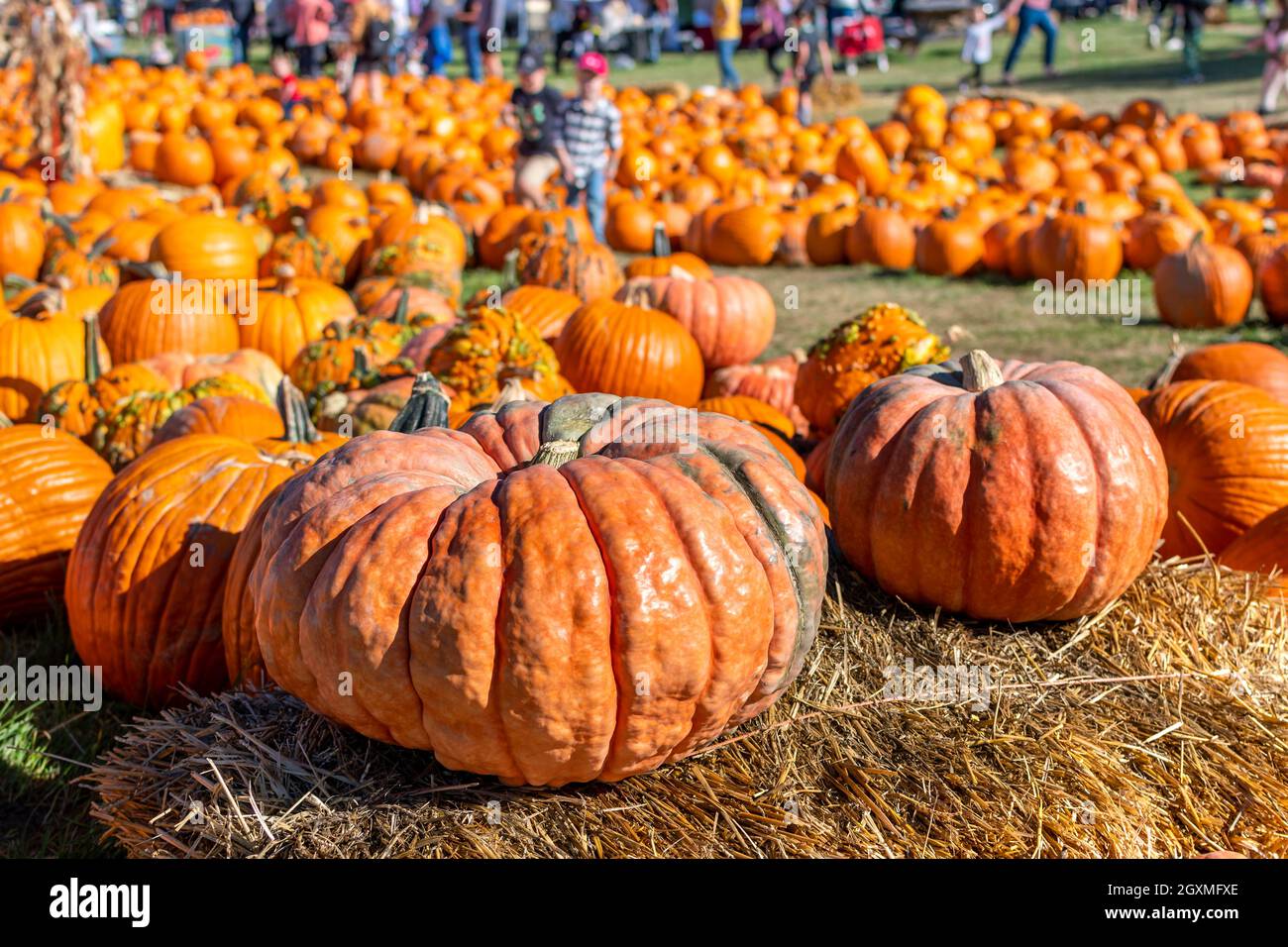 Are Dogs Allowed At Green Bluff Washington Events