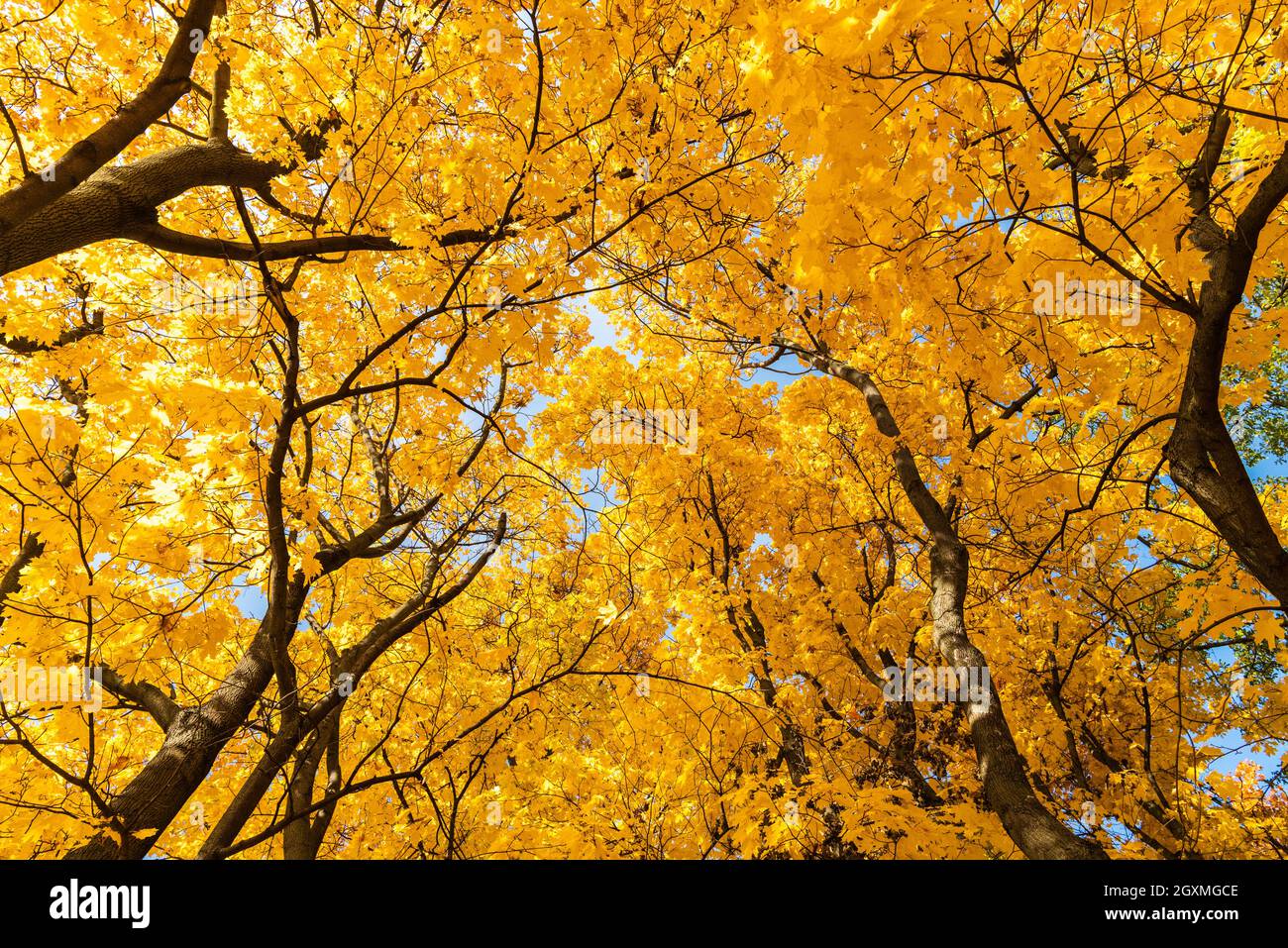 Colourful maple leaf hi-res stock photography and images - Alamy