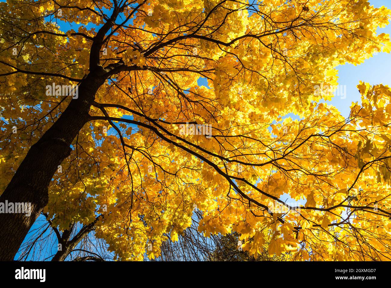 Maple tree with colourful yellow leaves in autumn Stock Photo - Alamy