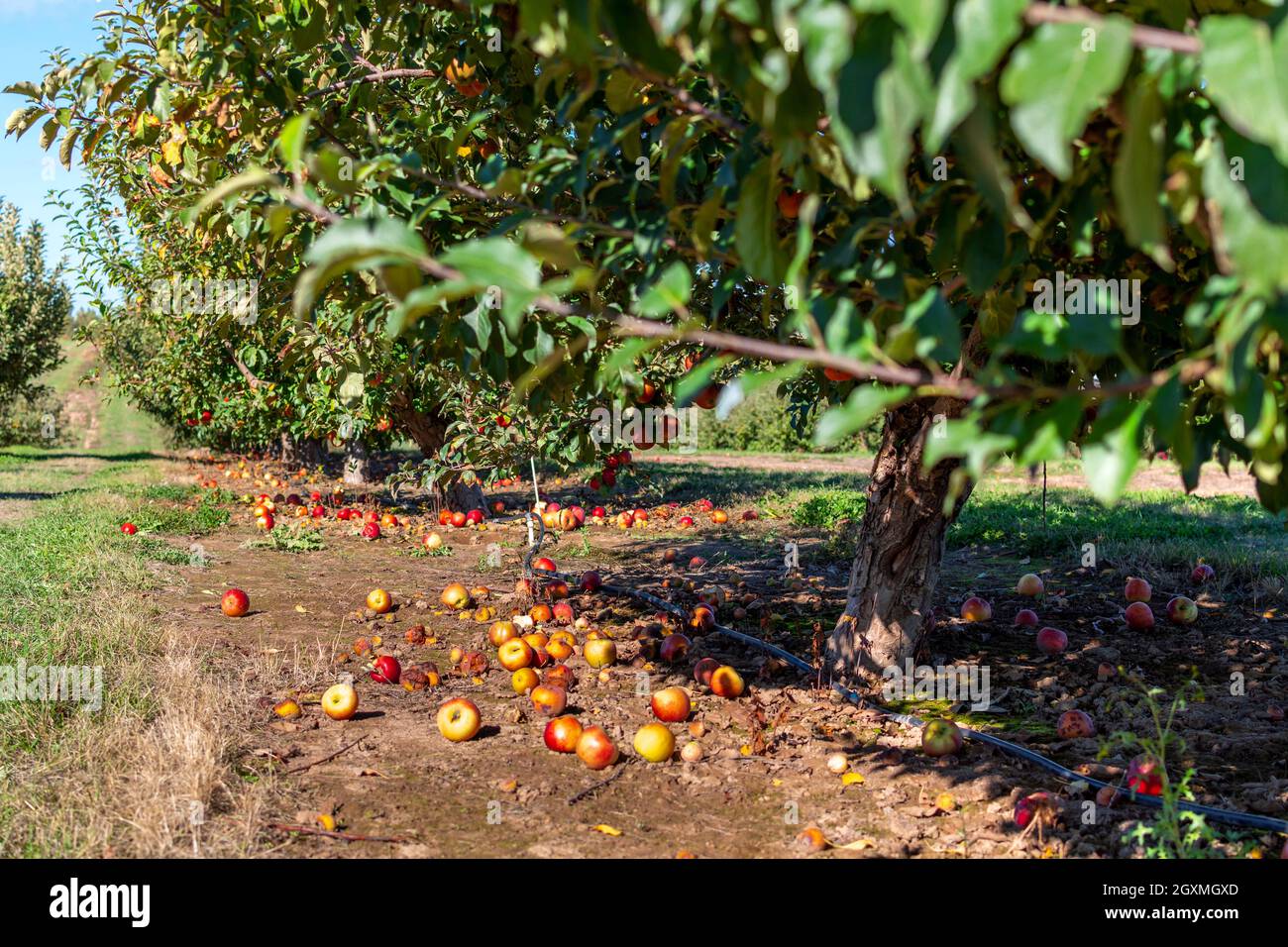 Red apples rotting hi-res stock photography and images - Alamy