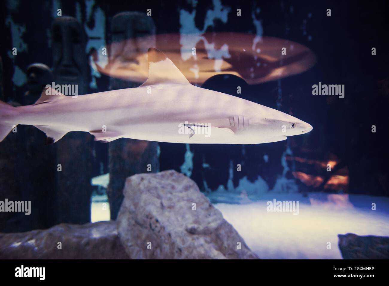 Blacktip Reef shark swimming in big tropical aquarium Stock Photo - Alamy
