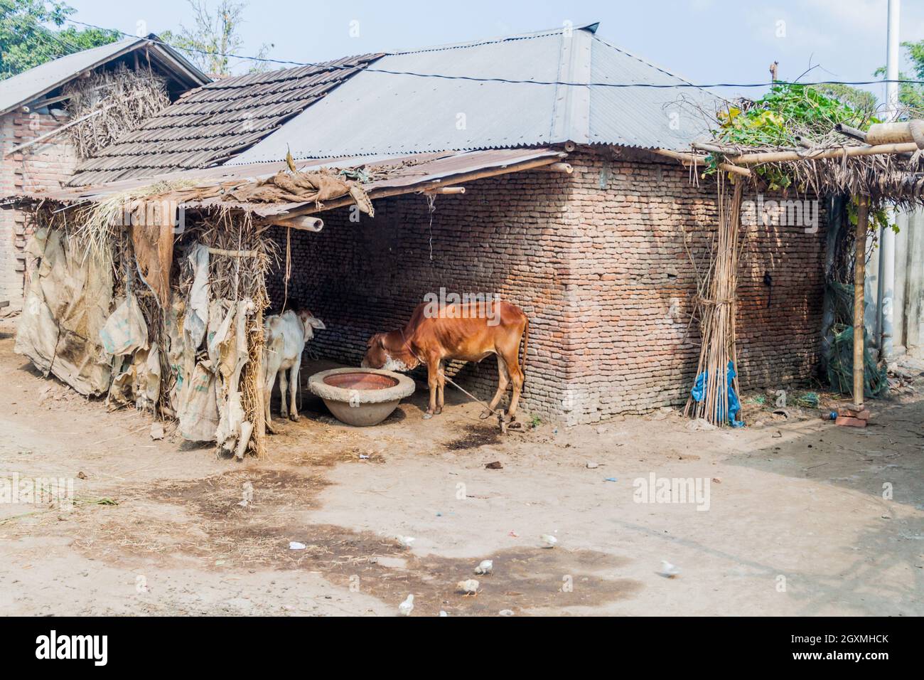 Cows in a village in Bangladesh Stock Photo - Alamy