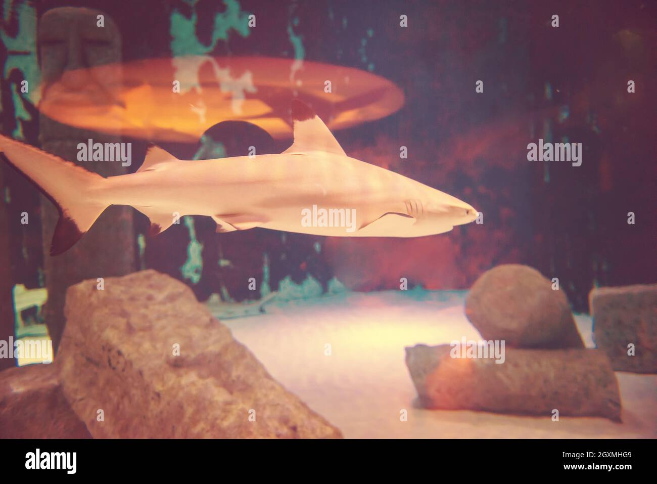 Blacktip Reef shark swimming in big tropical aquarium Stock Photo - Alamy