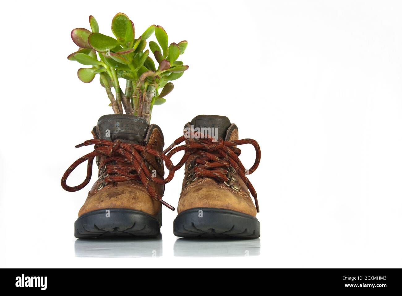 Two toed feet Cut Out Stock Images & Pictures - Alamy