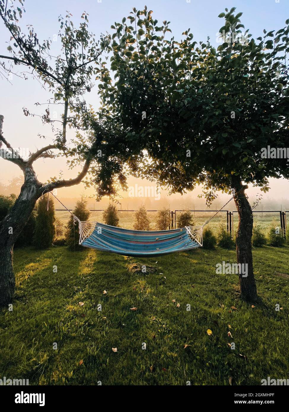Hammock hanging between two trees in a garden at sunrise, Belarus Stock ...