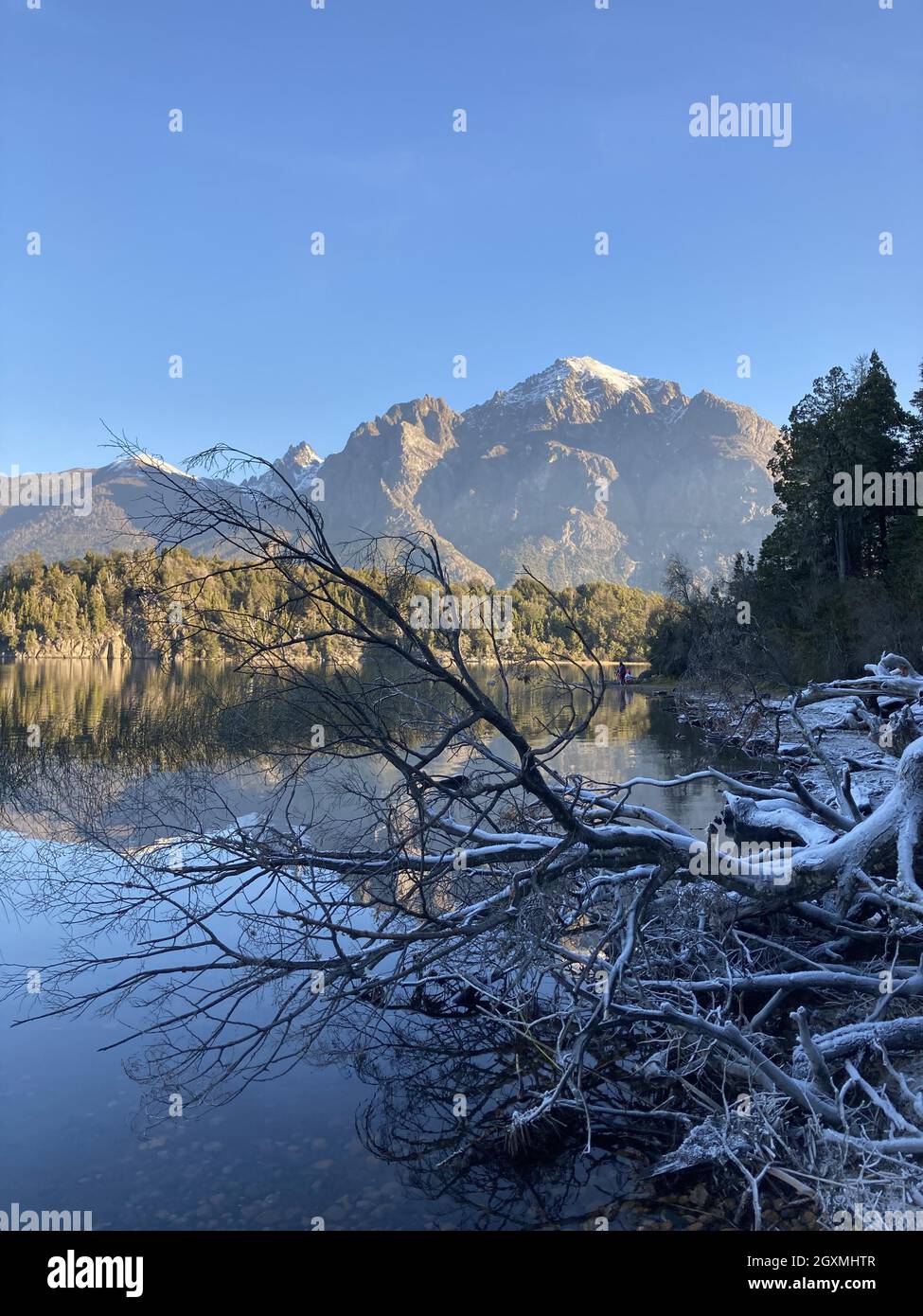 Fallen tree at the edge of a glacial lake, Bariloche, Patagonia ...