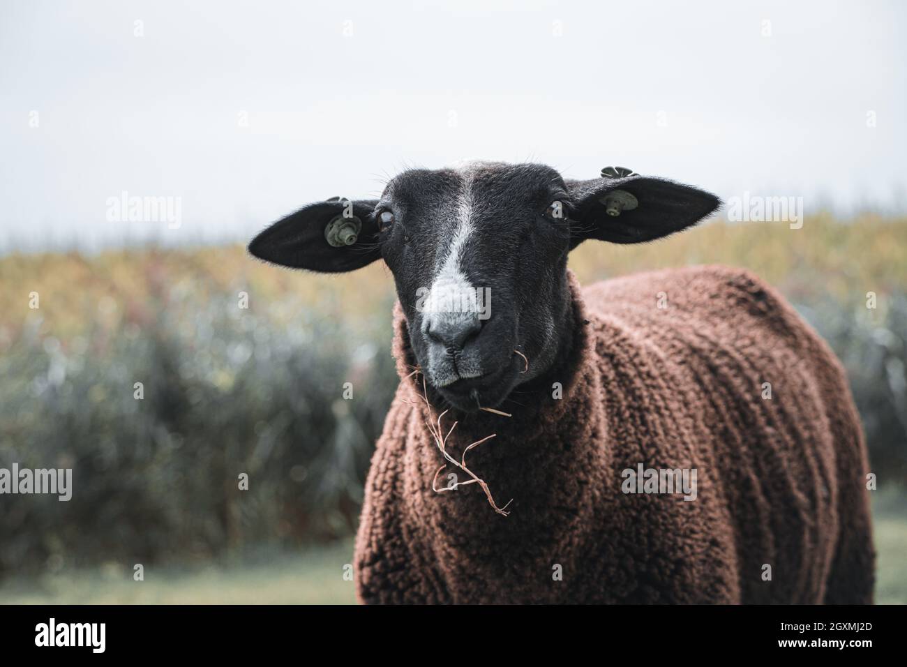 Sheep eating his diner Stock Photo - Alamy
