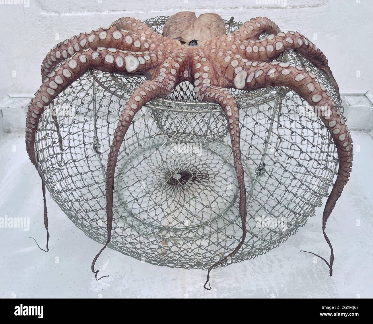 Saltwater Octopus