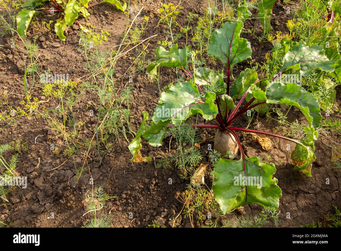 An beetroot grows in the garden of a country house in the village Stock ...