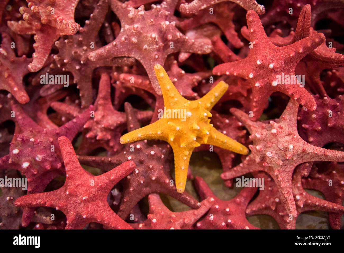 top view of Plenty starfish Stock Photo - Alamy