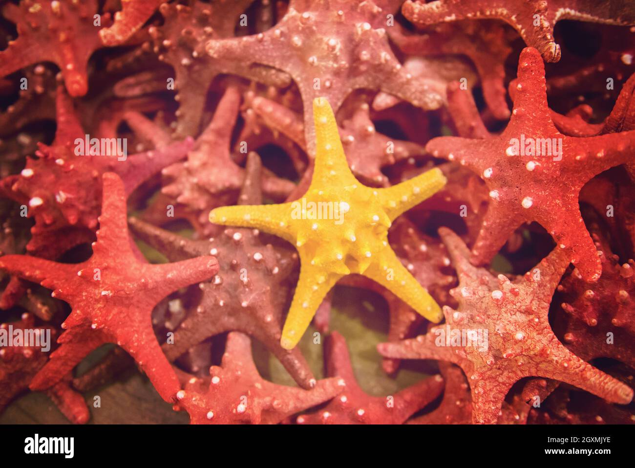 top view of Plenty starfish Stock Photo - Alamy