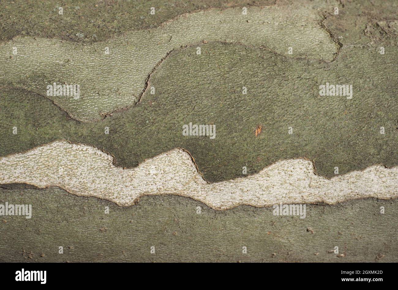 camouflage pattern on plane tree bark useful as a background Stock ...