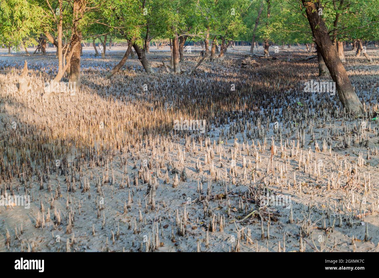 Breathing roots mangrove tree hi-res stock photography and images - Alamy