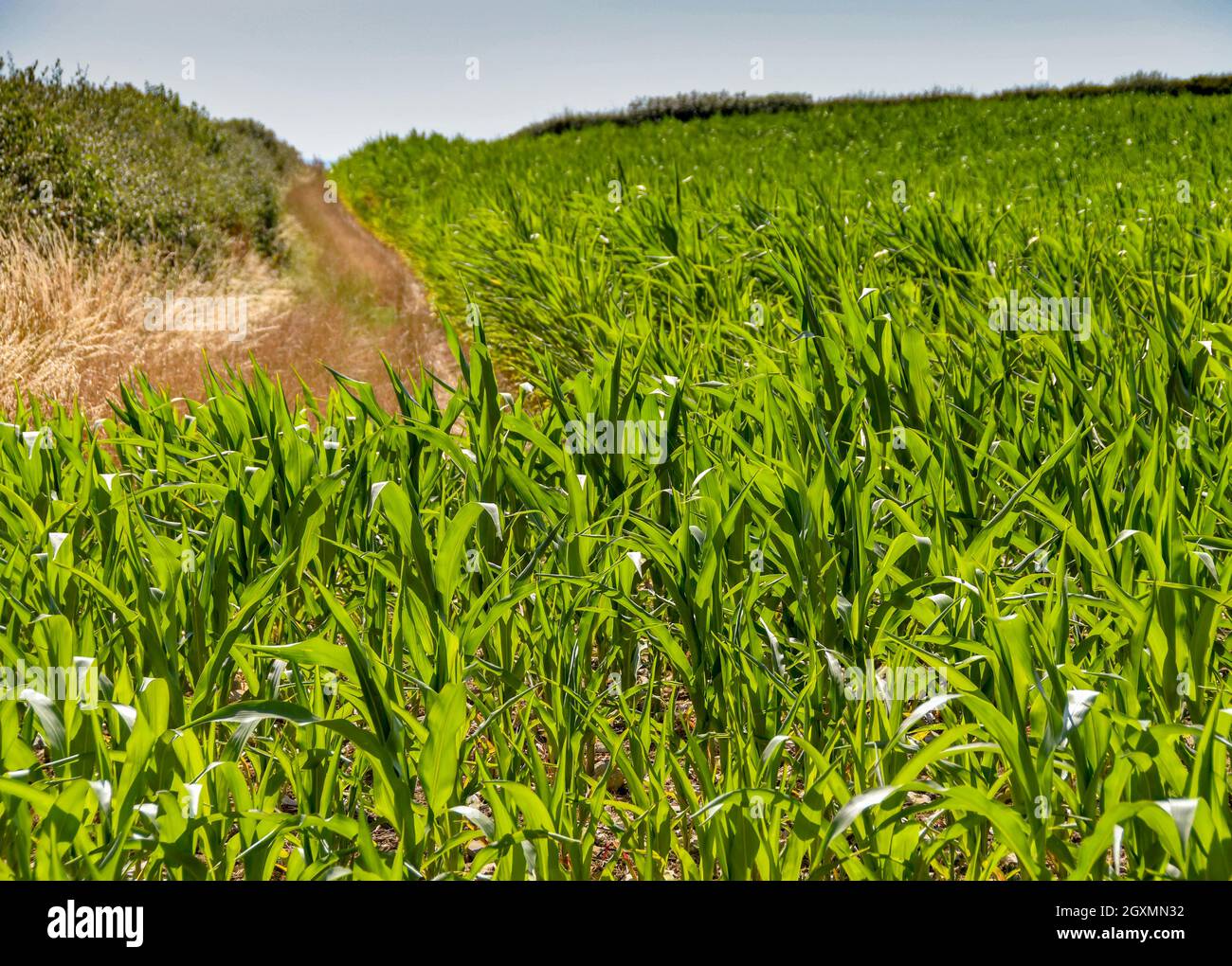 Corn plants growing in a farm field. No people Stock Photo - Alamy