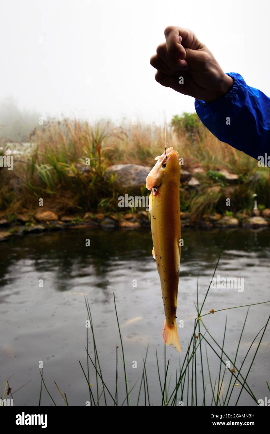 Trout caught hi-res stock photography and images - Alamy