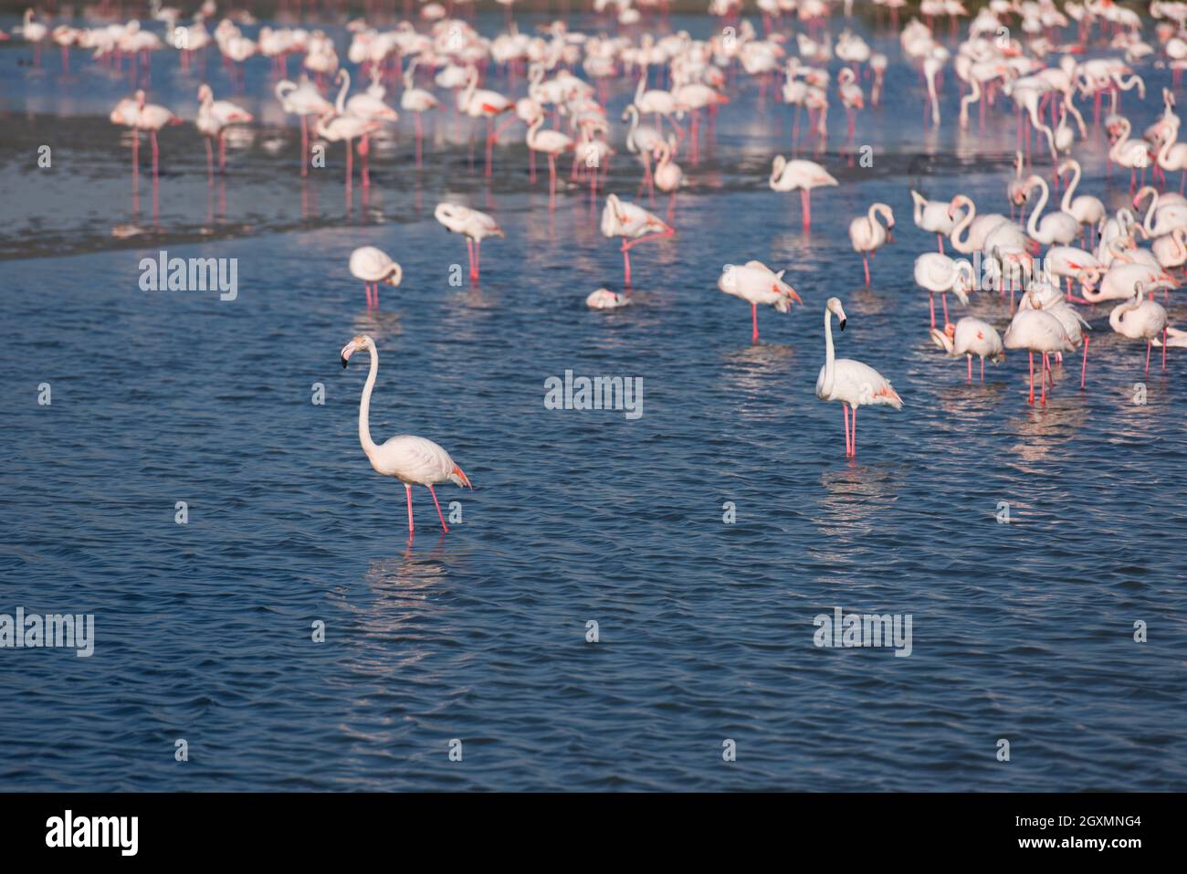 Flock of adorable pink flamingos. Exotic birds standing in a shallow ...