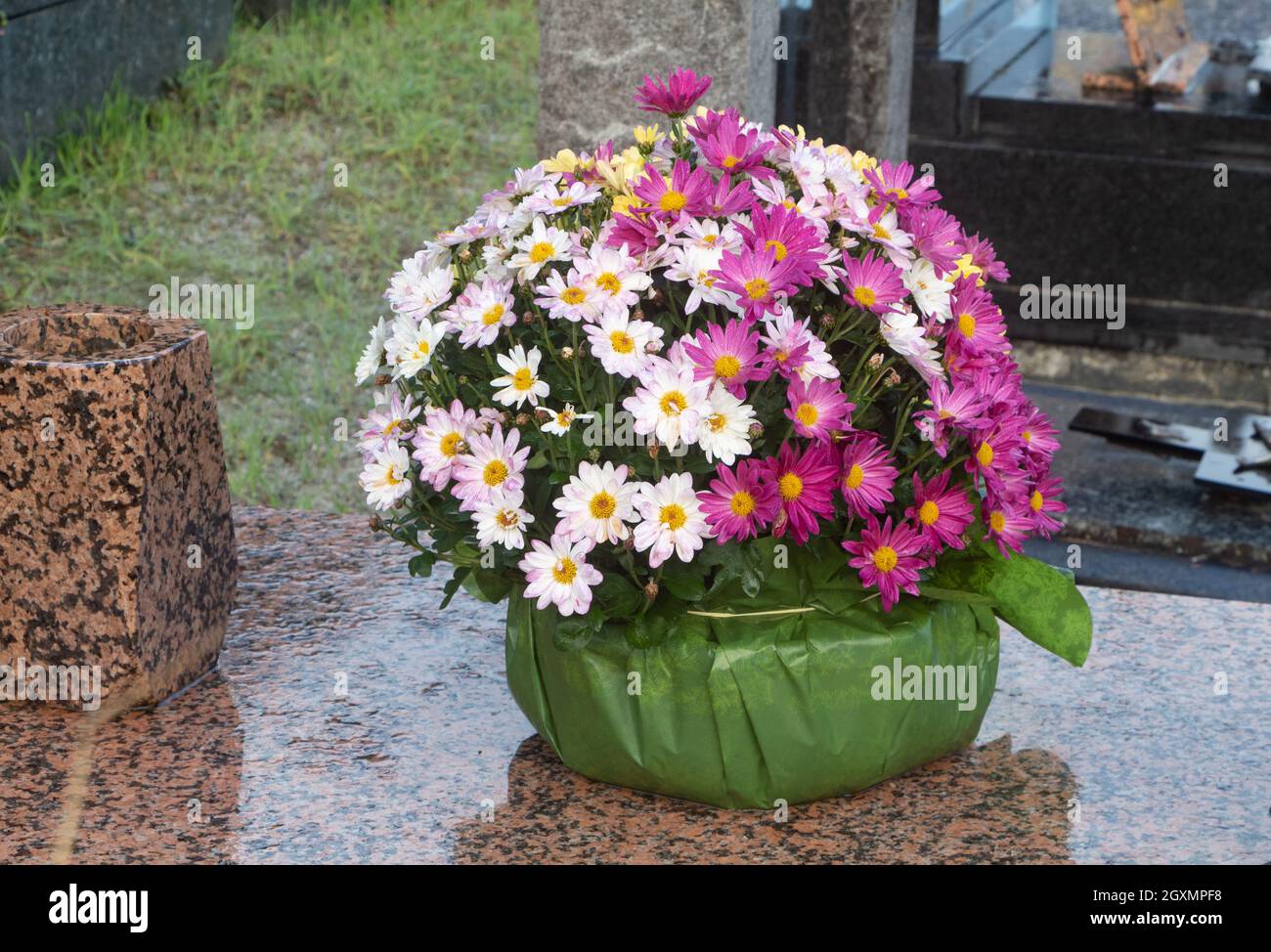 Chrysanthemum plant on tombstone for All Saints Day Stock Photo - Alamy
