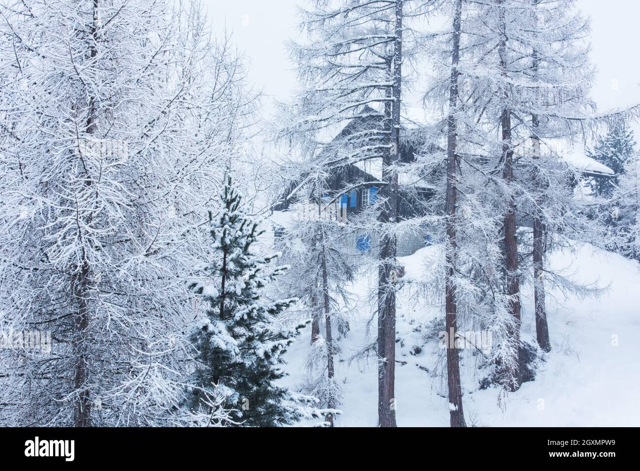Winter landscape with Village house hidden behind the trees and covered ...
