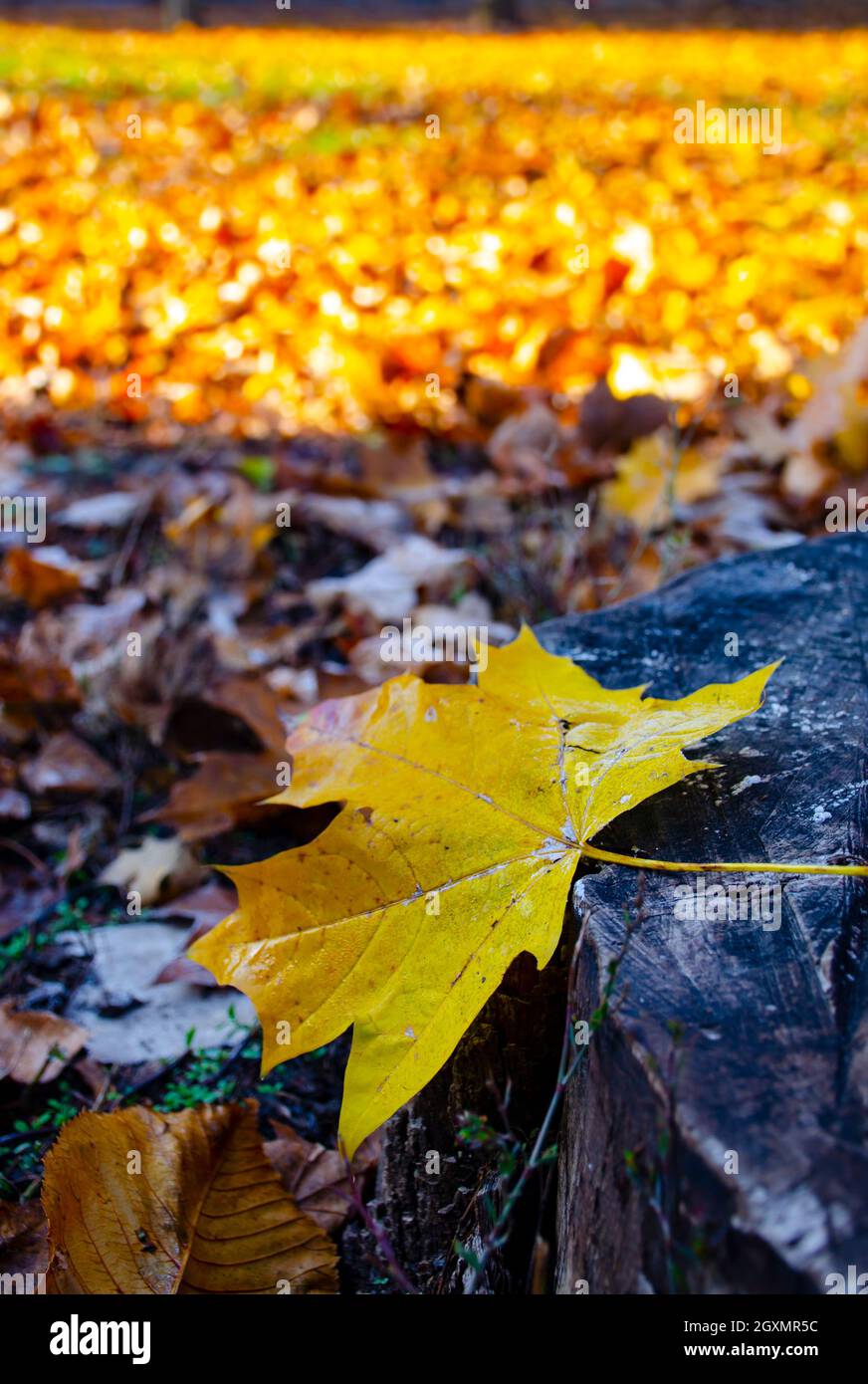 Lone leaf light and shade hi-res stock photography and images - Alamy