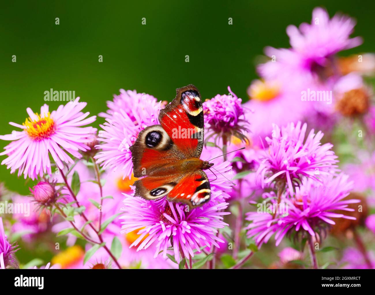 Butterfly aster germany hi-res stock photography and images - Alamy