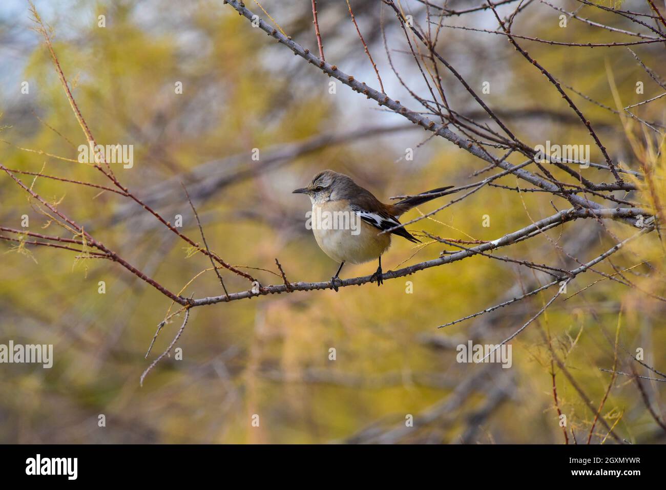 White banded Mockingbird, Mimus triurus, in Pampas grass environment ...