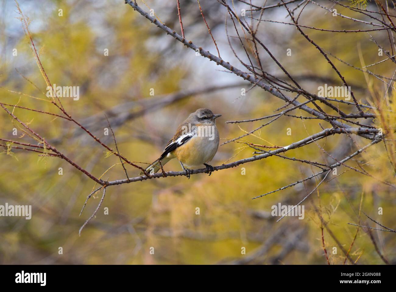 White banded Mockingbird, Mimus triurus, in Pampas grass environment ...