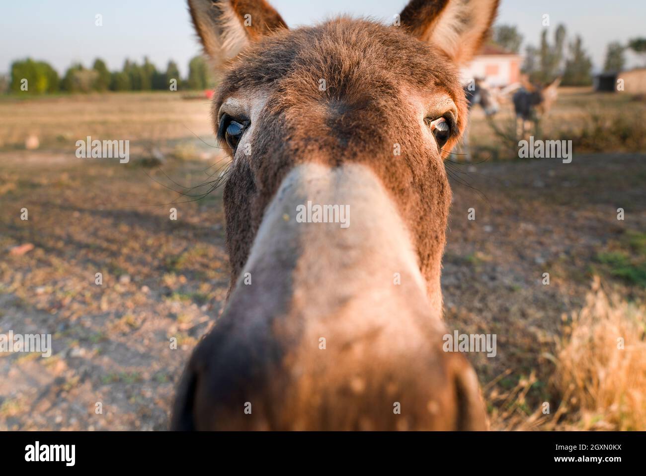 Funny donkey face and nose closeup, selective focus of eyes with ...