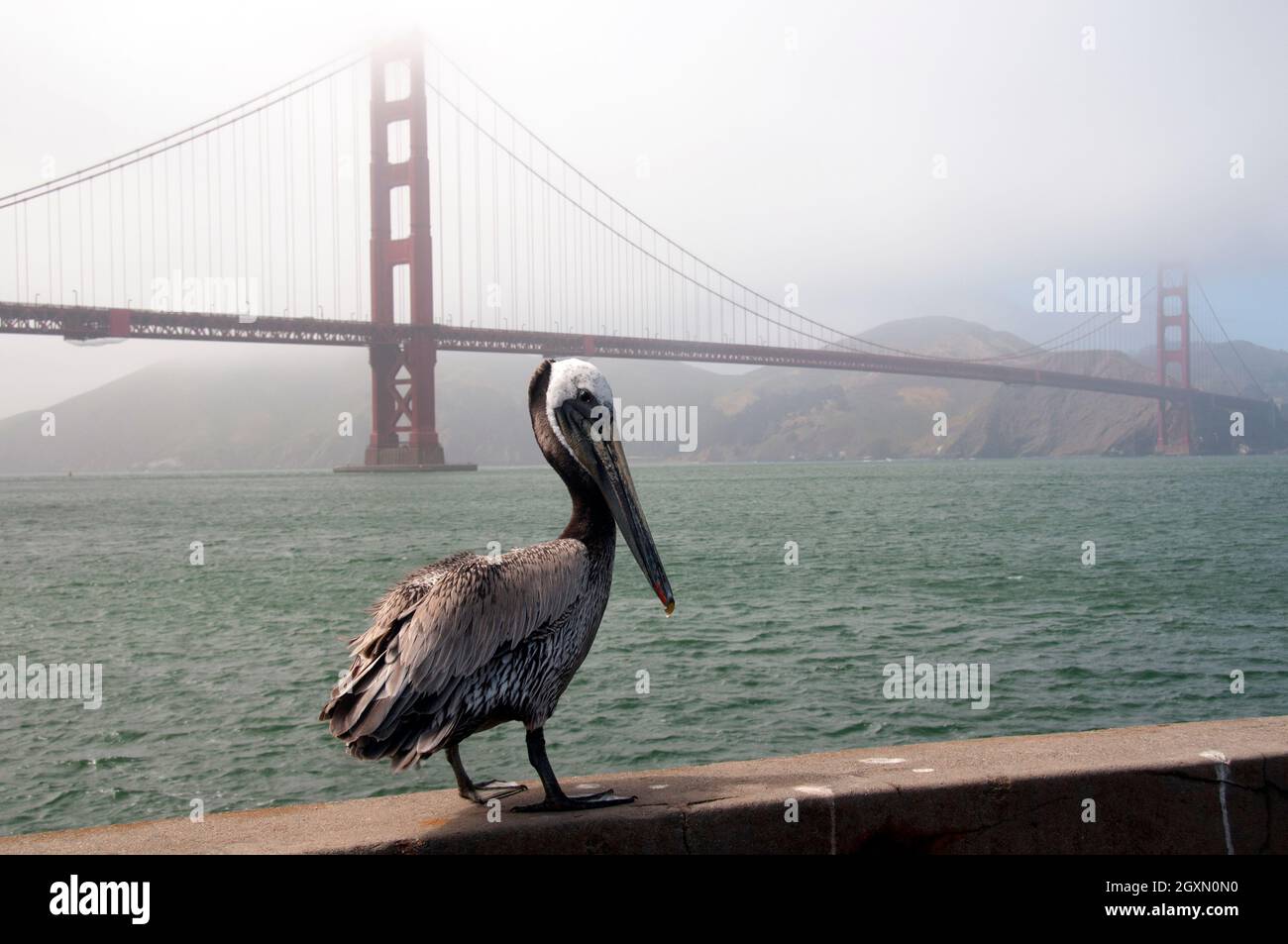 Brown pelican, Pelecanus occidentalis, and foggy Golden Gate Bridge ...