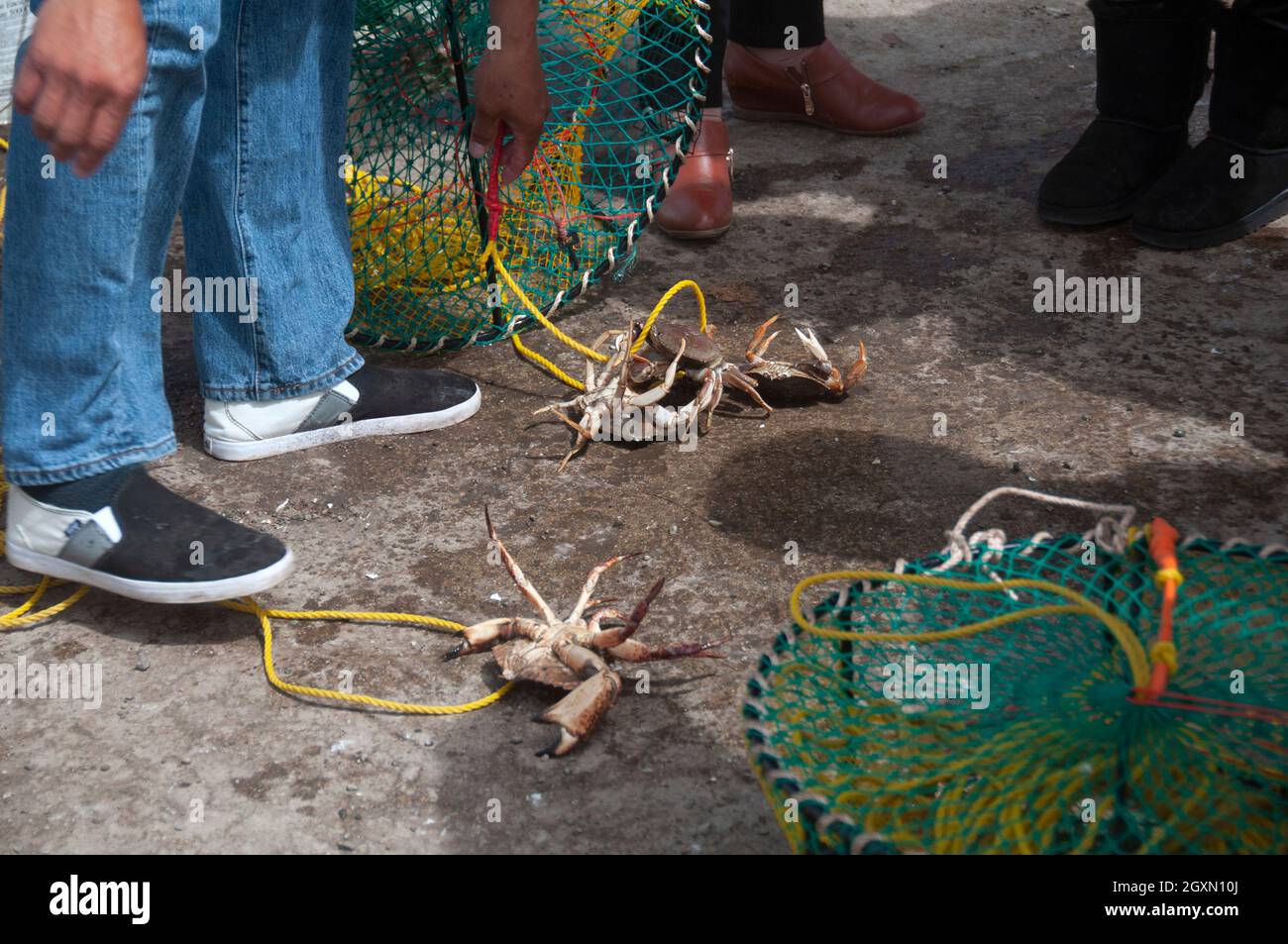 Bystanders observe freshly caught crabs caught at San Francisco Bay ...