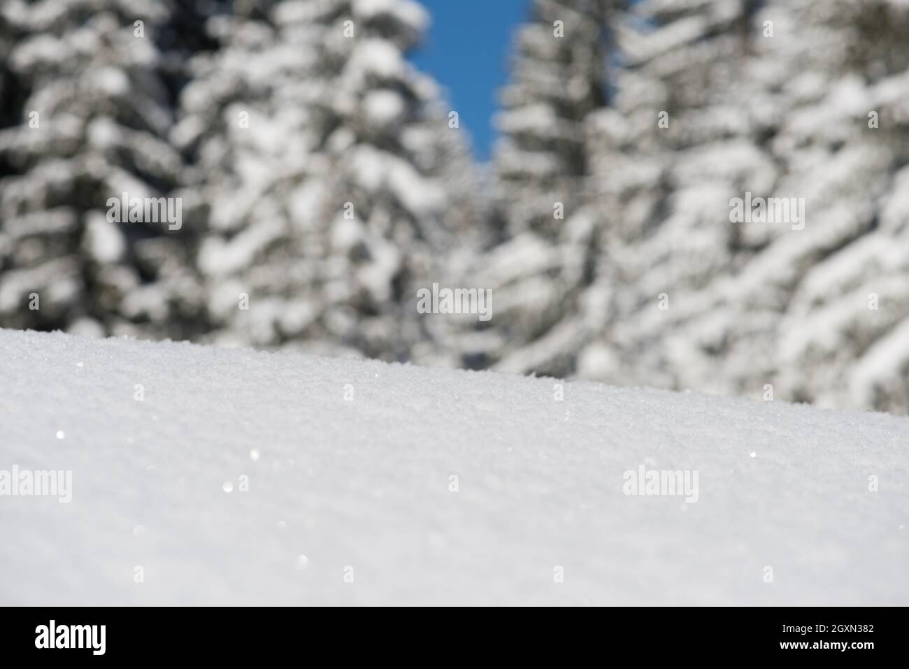 fresh snow close up background in winter forest landscape nature in ...