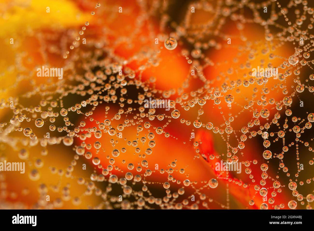 Wet web of a spider with little water droplet condensating on fibers ...