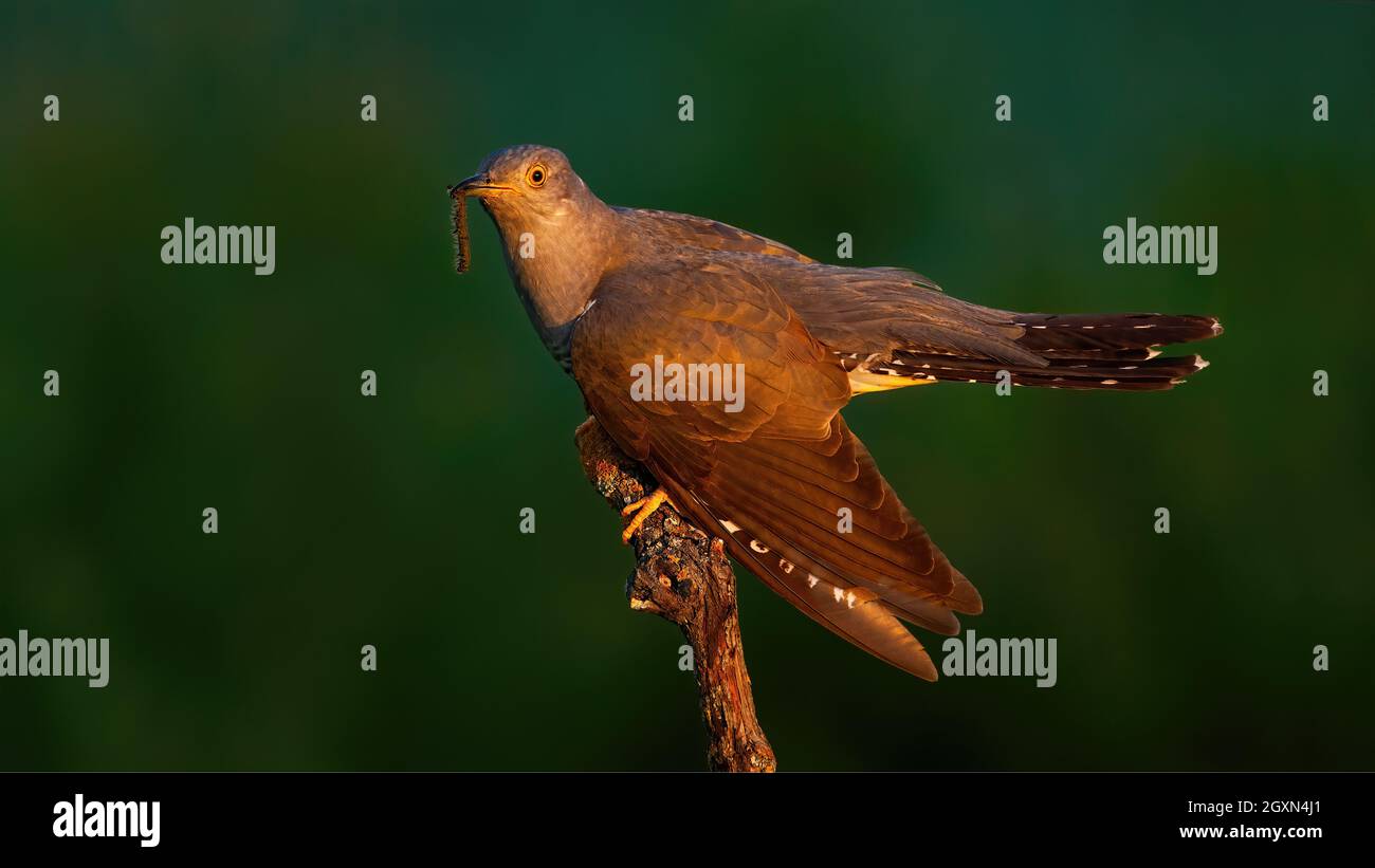 Common cuckoo, cuculus canorus, eating worm on wood in summer evening ...