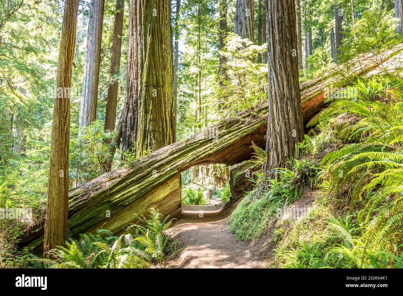 Cut out Redwood tree to make passing on the trail possible Stock Photo ...