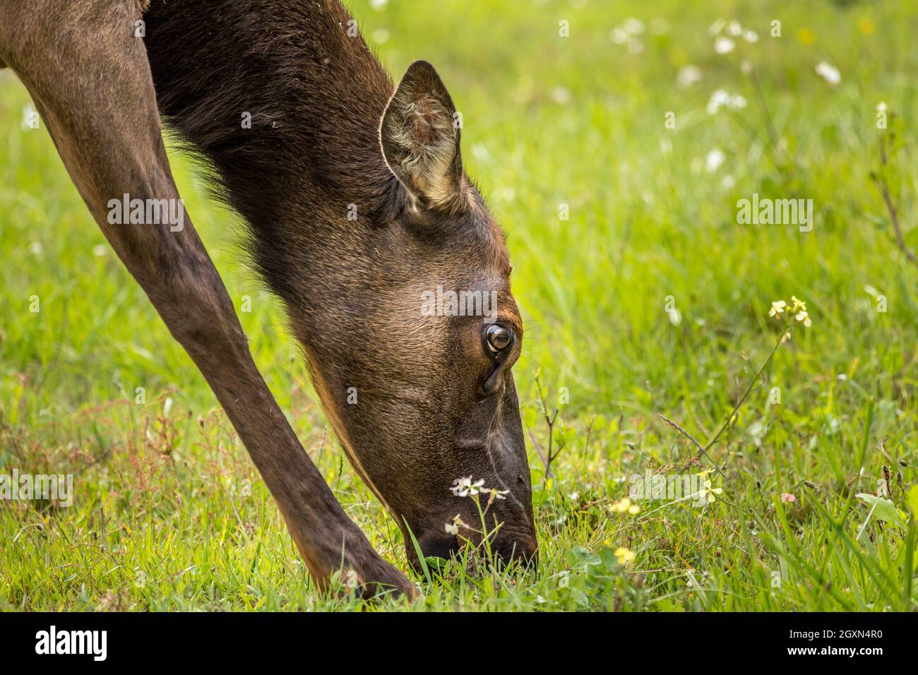 Portrait of a grazing deer in the Redwood forest Stock Photo - Alamy