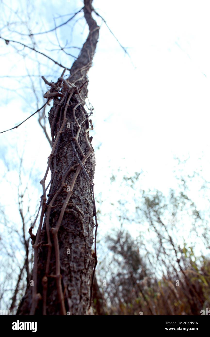 Tree trunk with vines growing up its length stretches to the sky Stock ...