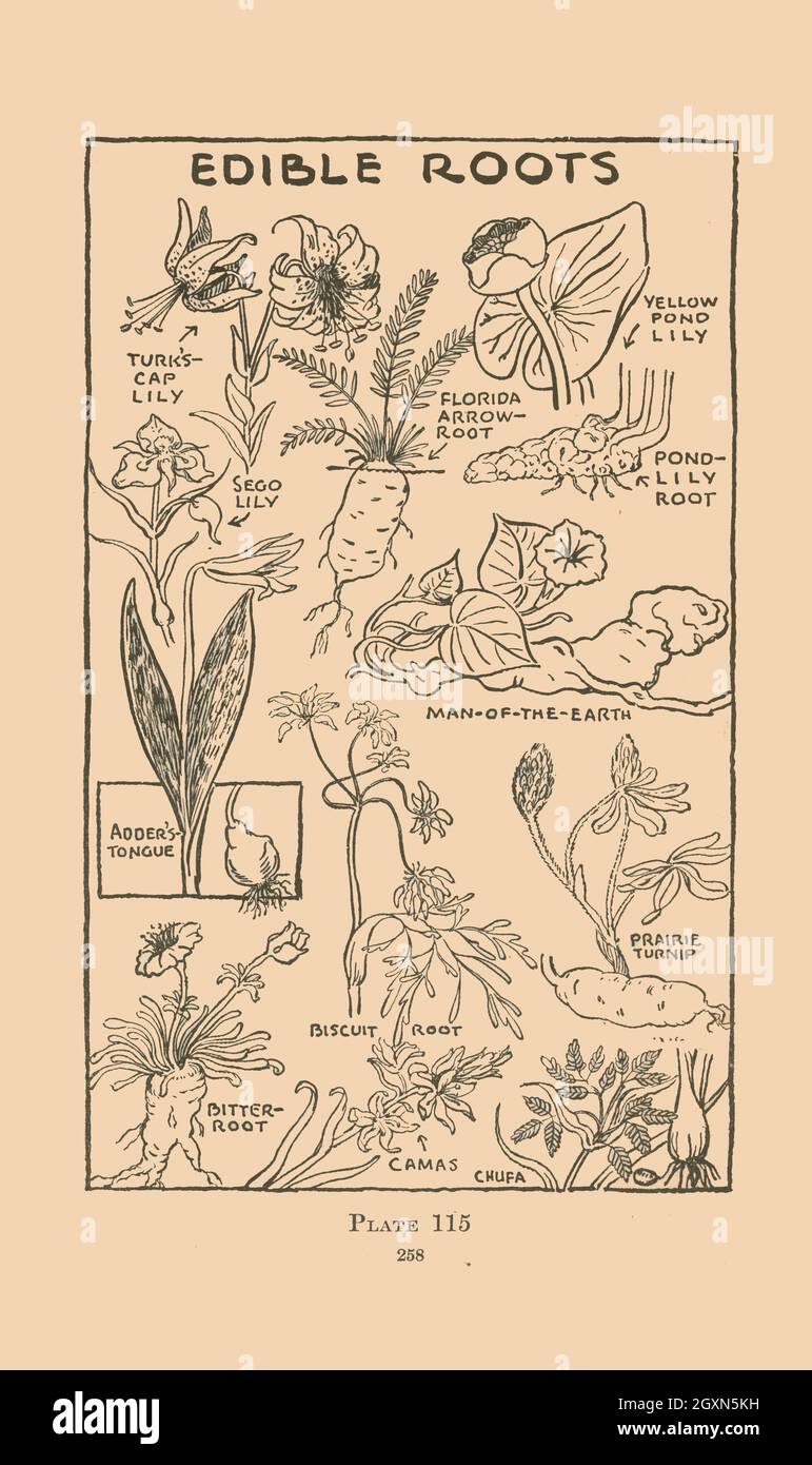 Edible roots and tubers hi-res stock photography and images - Alamy