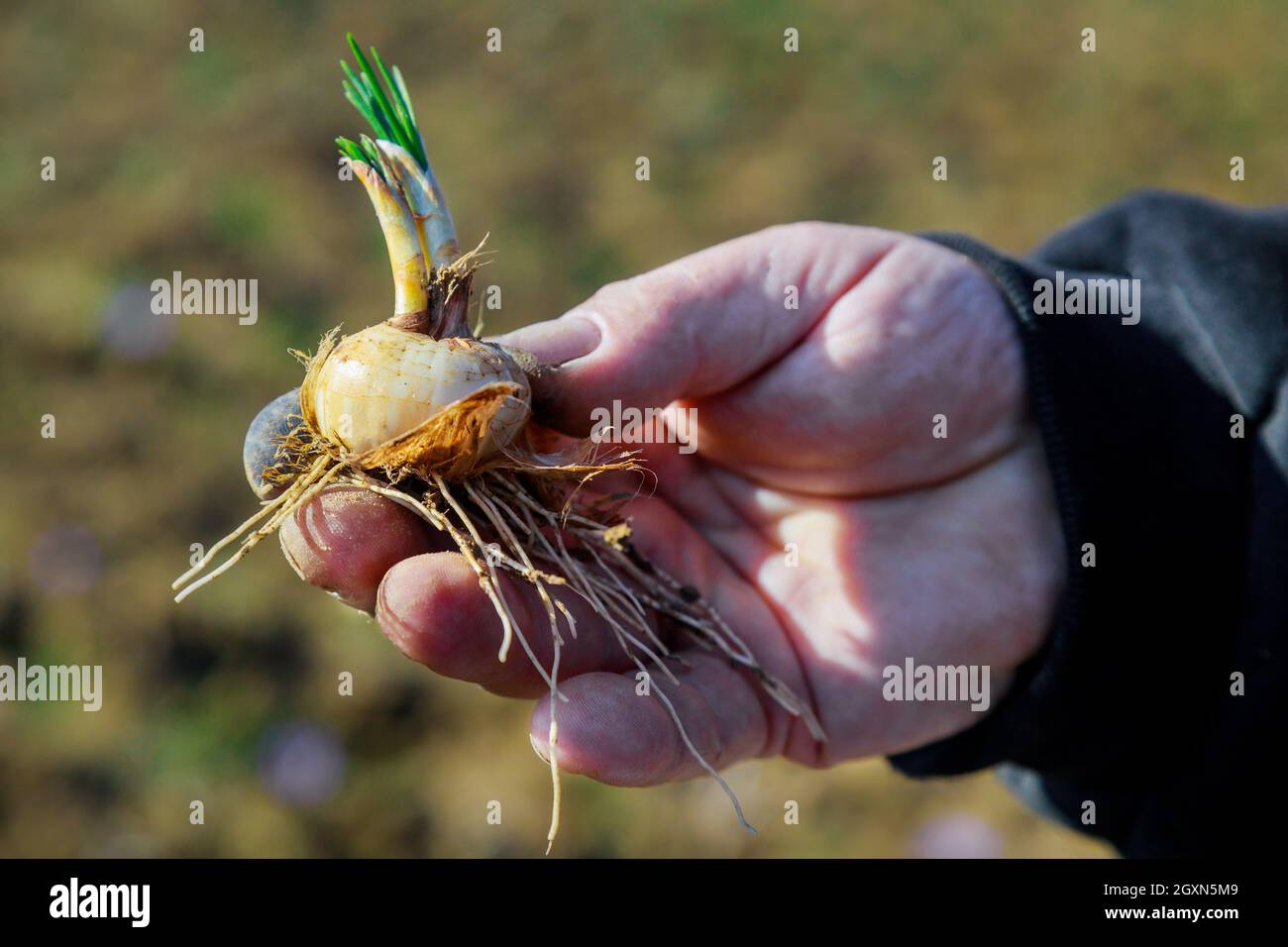 Man holding a saffron bulb for planting in open ground Stock Photo - Alamy