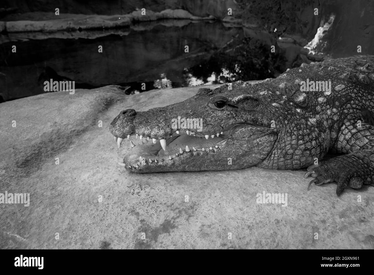 Krokodil achtige hi-res stock photography and images - Alamy